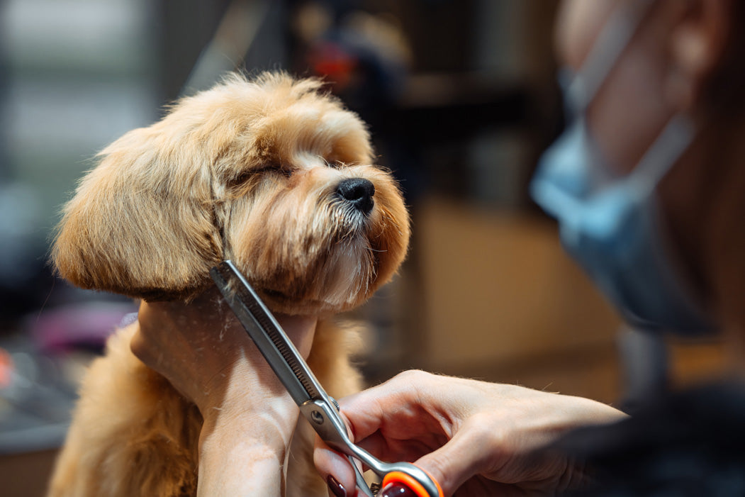 Cheap puppy grooming store